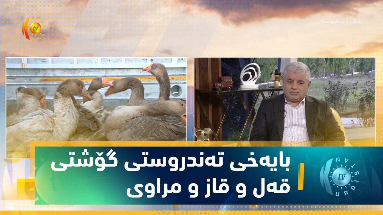 بایەخی تەندروستی گۆشتی قەل و قاز و مراوی Youtube