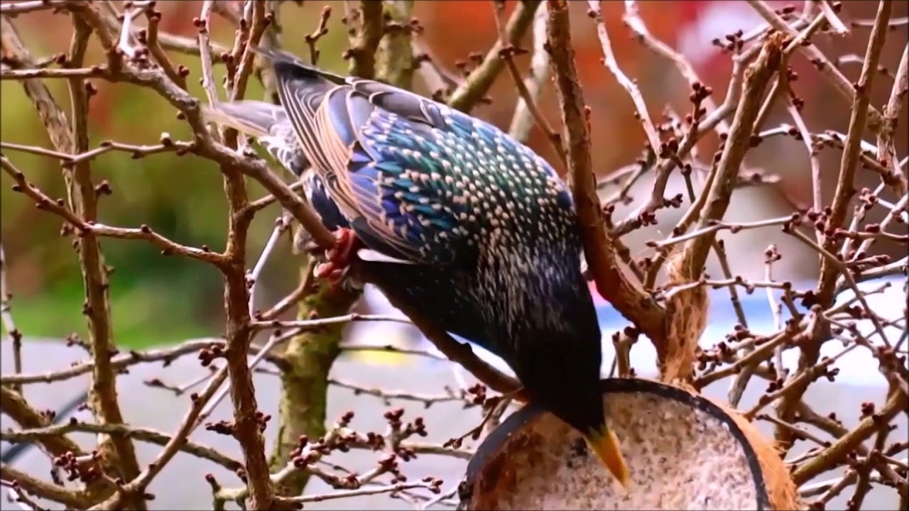 Starling On Coconut Fat Feeder, Feb 2016 - YouTube