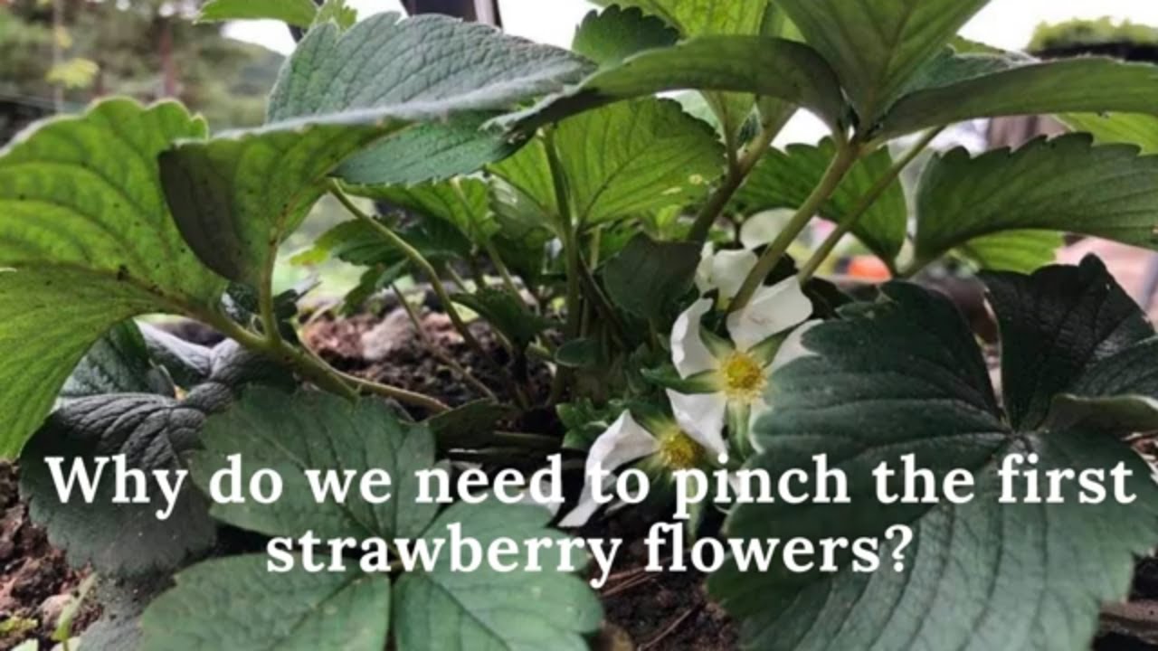 Why do we need to pinch the first strawberry flowers - YouTube