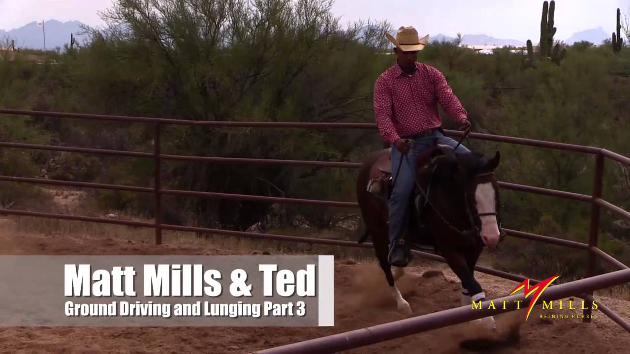 What You Can Expect From Your Horse After Ground Driving " Ground ...