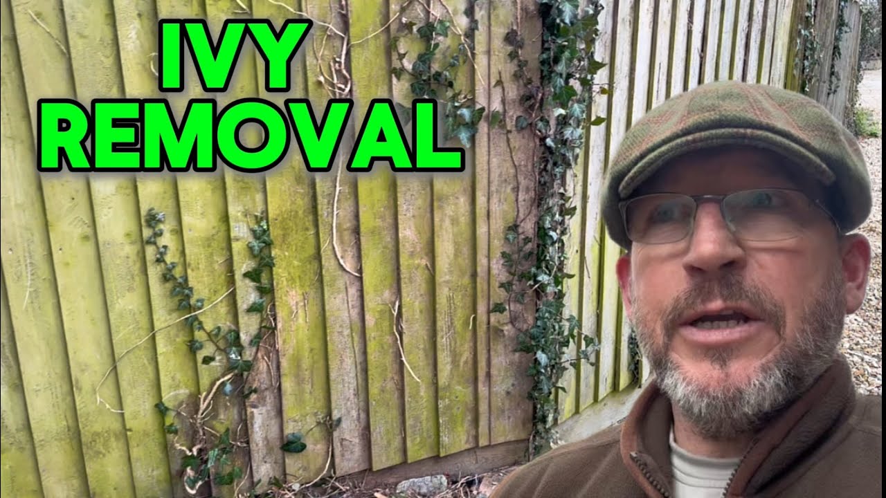 Ivy Removal - YouTube
