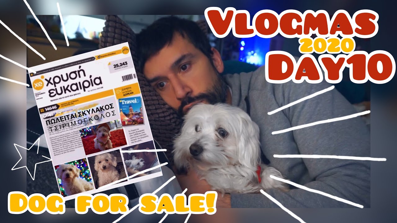 #VlogMas #Day10 ___ Βρήκα το Joey στη ΧΡΥΣΗ ΕΥΚΑΙΡΙΑ ! 📰🗞🐾 #storytime ...