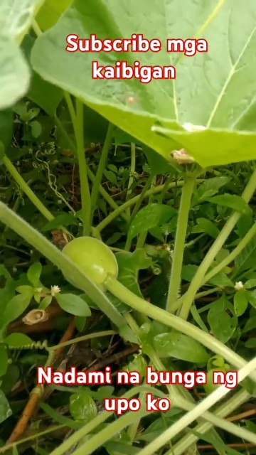 Ang dami ng bunga ng tanim kong upo bilog |#shorts #upofarming #plants ...