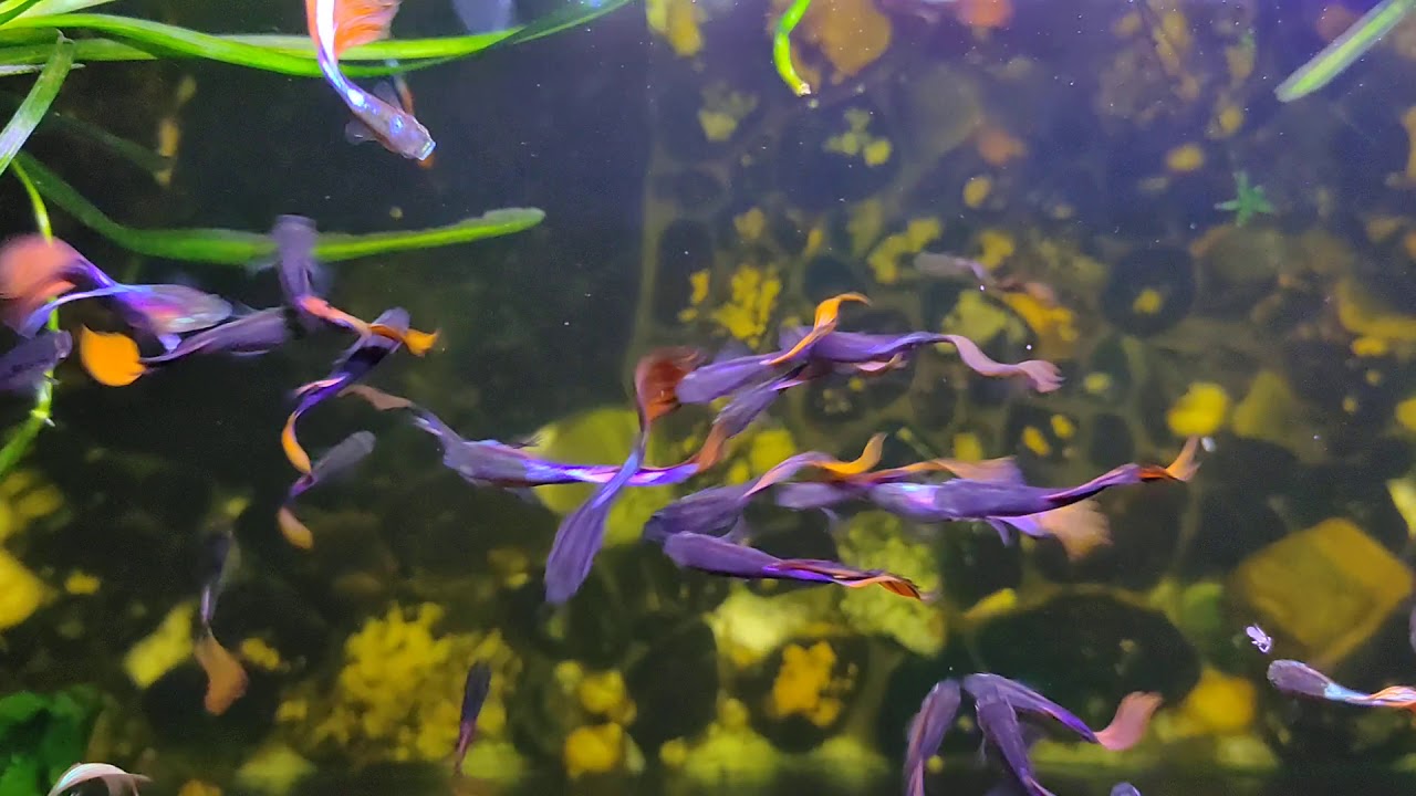 Guppys top view - YouTube