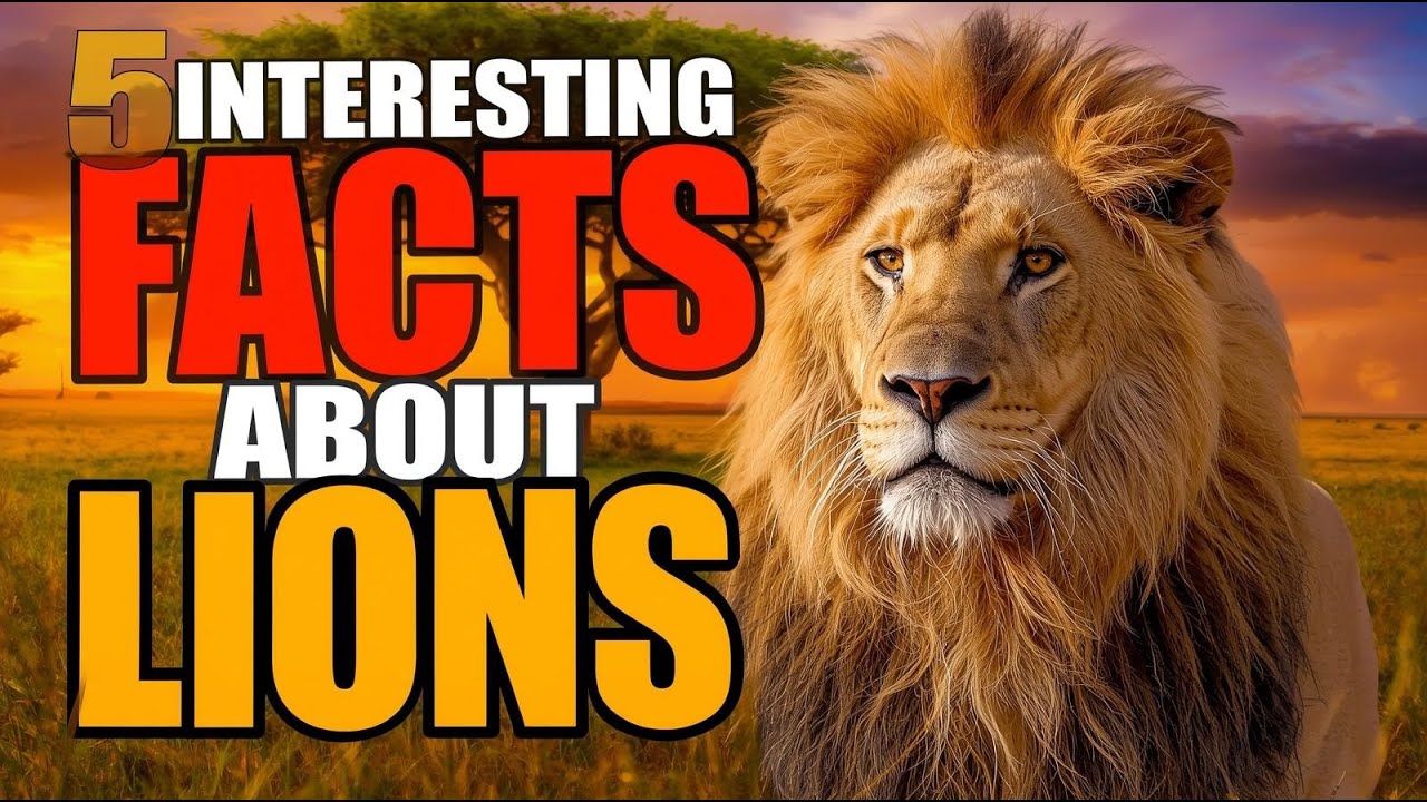 5 interesting facts about lions you probably didn't know - YouTube