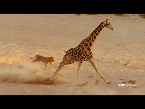 Giraffe vs lioness  -  epic battle without breaking a sweat