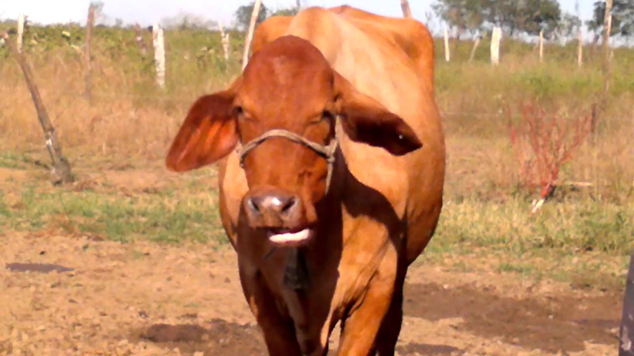 VACA MOCOCA - YouTube