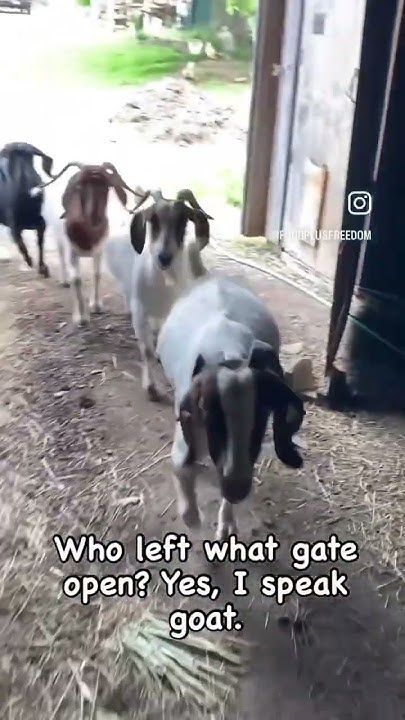 Who let the goats out? #foodplusfreedom #goats - YouTube