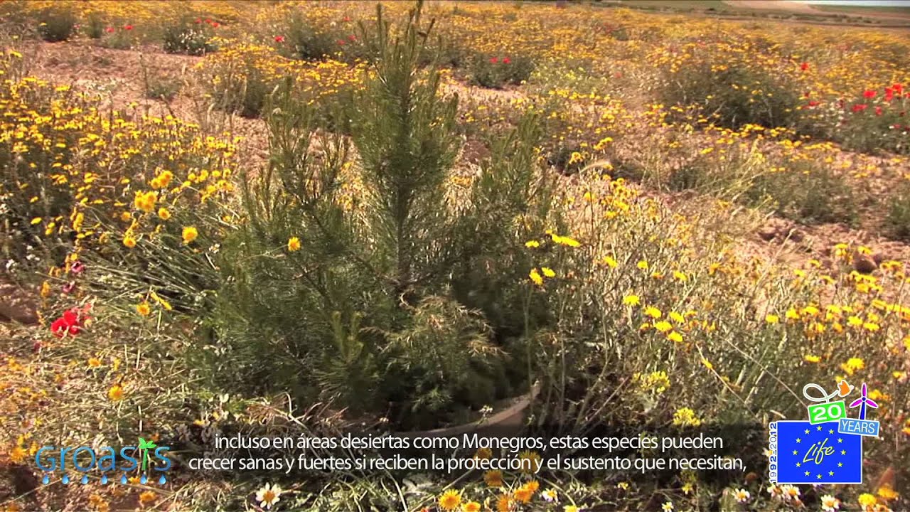 Reforestation with the biodegradable Groasis Growboxx from recycled ...