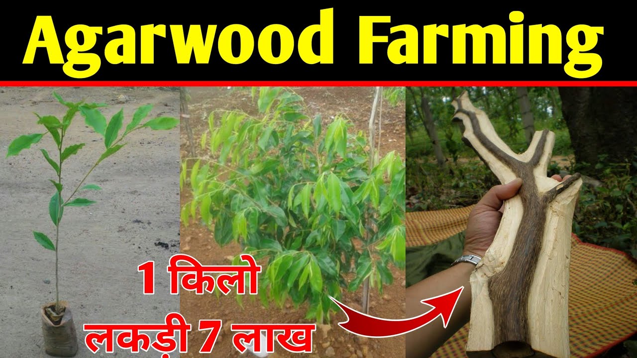 agarwood Farming । agarwood ki kheti kaise karen |agar tree | agarwood ...