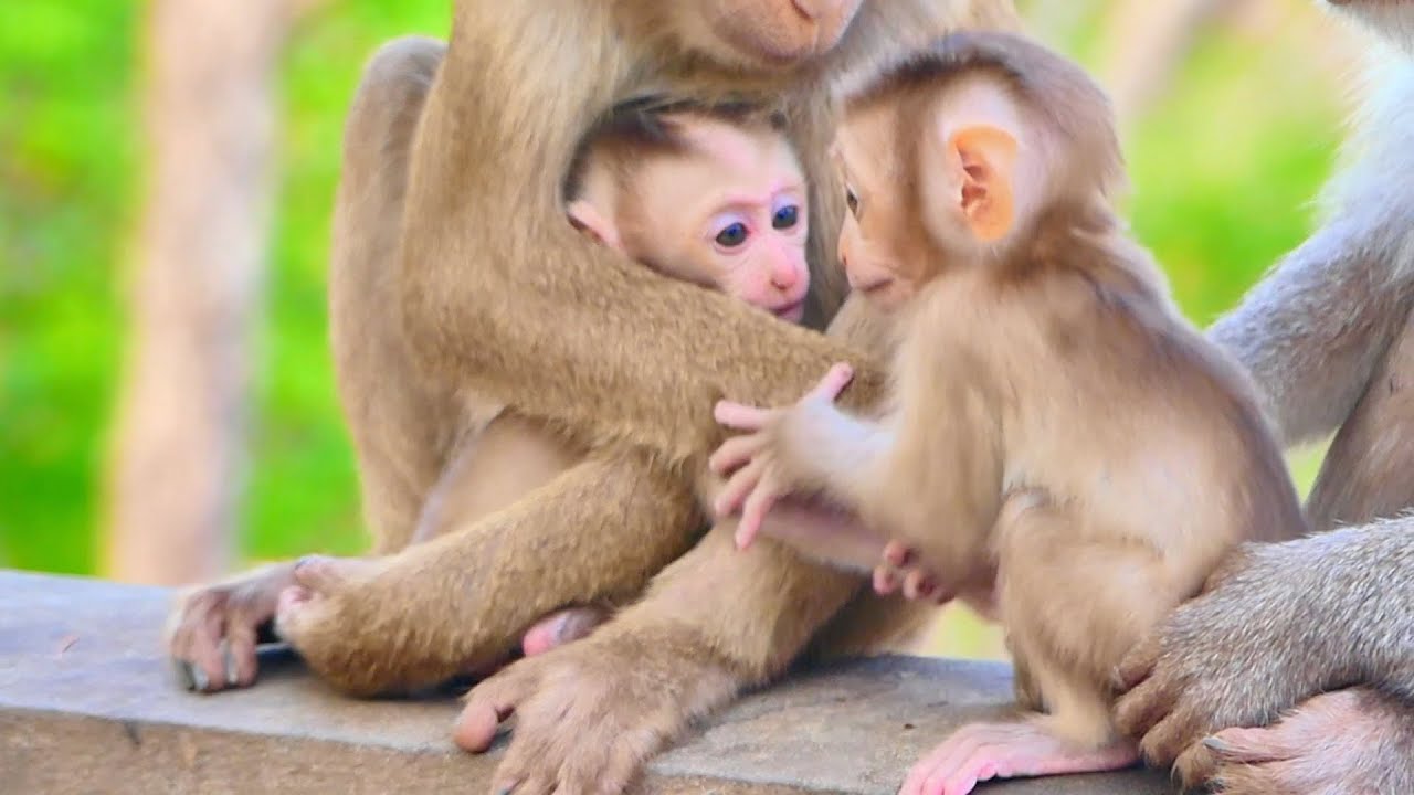 Monkey Mother Julla takes care of Baby newborn with daughter Jutta ...