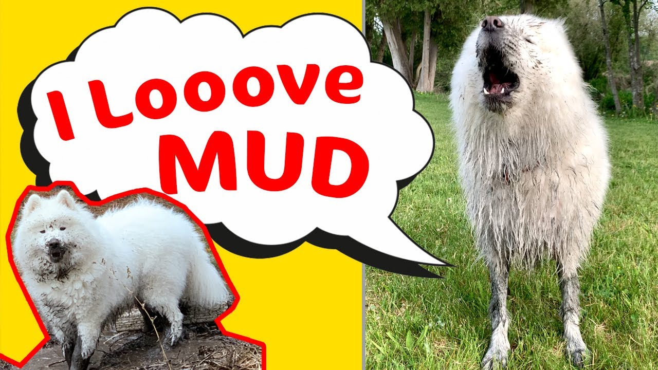 Why Does Samoyed Dogs Love Mud So Much - YouTube