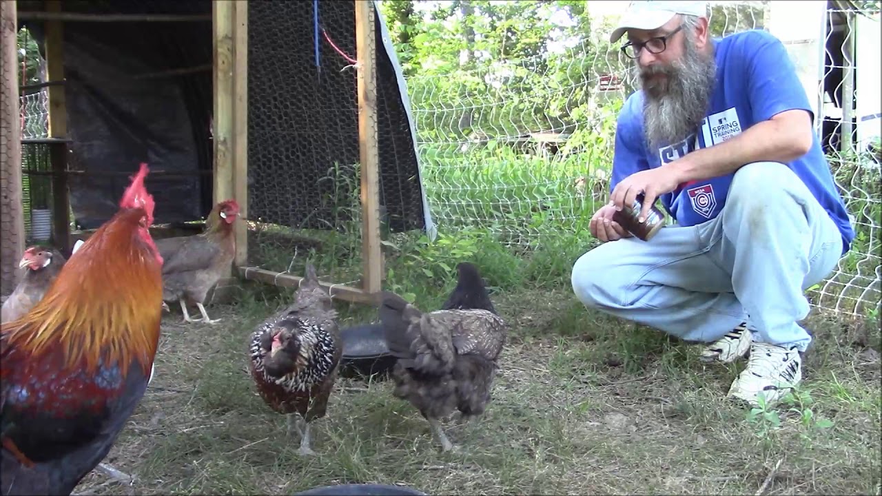 Feeding The Chickens Chat - YouTube