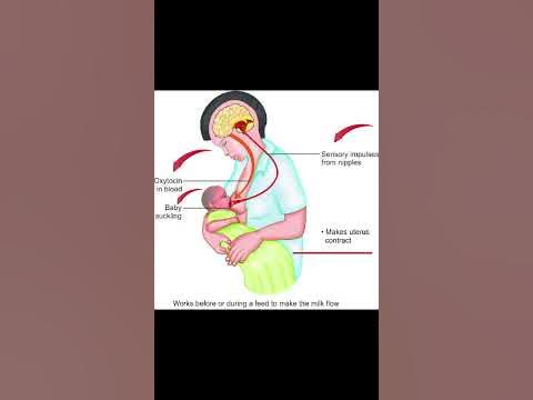breastfeeding mechanism #viral #parentingtips #shorts - YouTube
