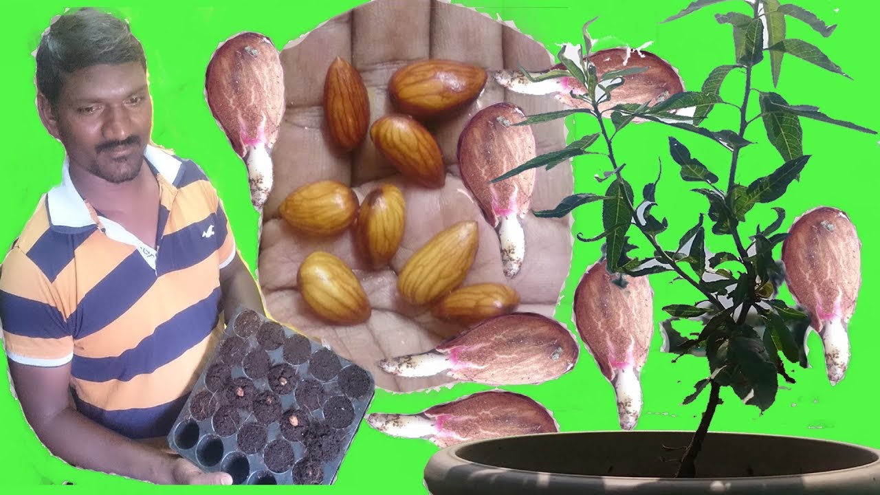 Howto Grow Almond Tree From Seeds at home Easy Process DIY - YouTube