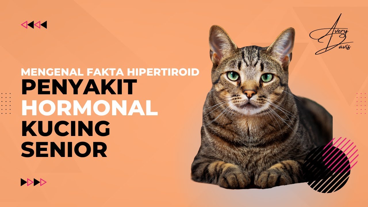 Mengenal Fakta Hipertiroid, Penyakit Hormonal Kucing Senior - YouTube