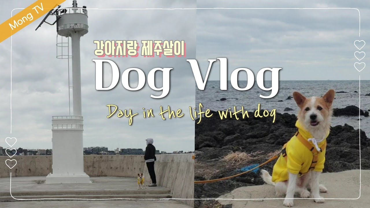 [Dog vlog] Day in the life with doggie 제주일상 강아지브이로그 - YouTube
