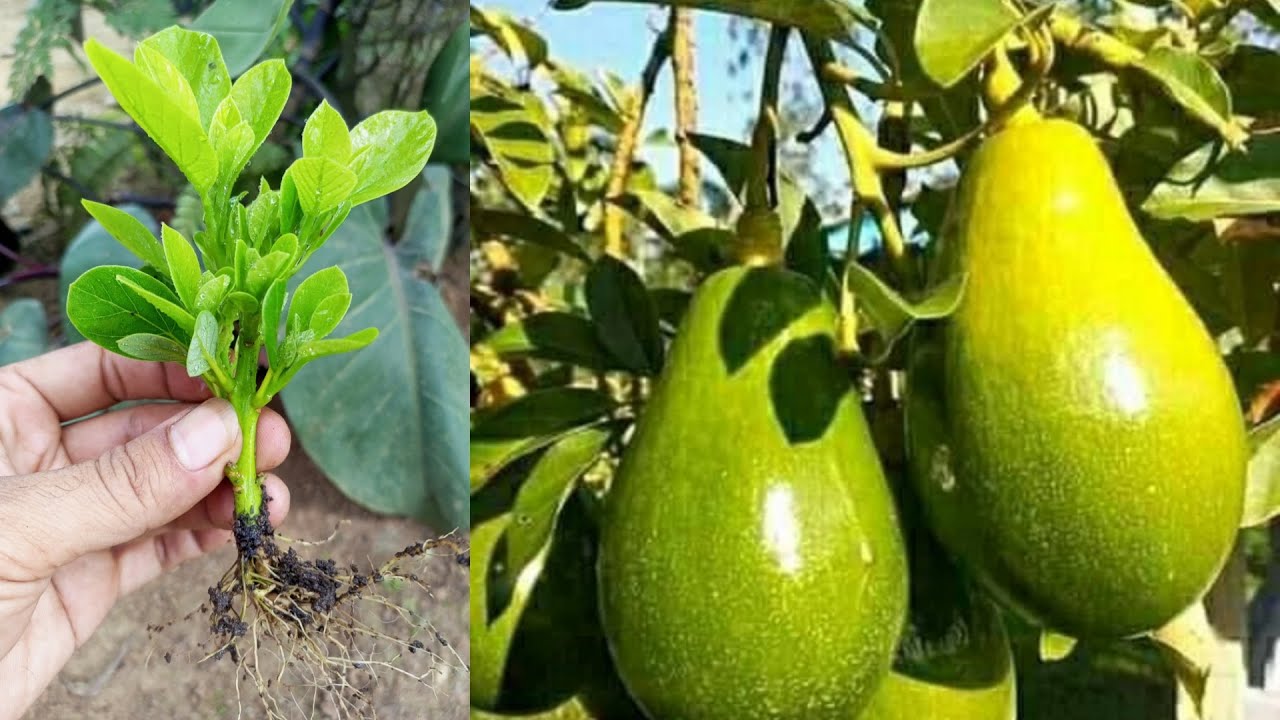 Planting avocado shoots by grafting so that they grow quickly - YouTube