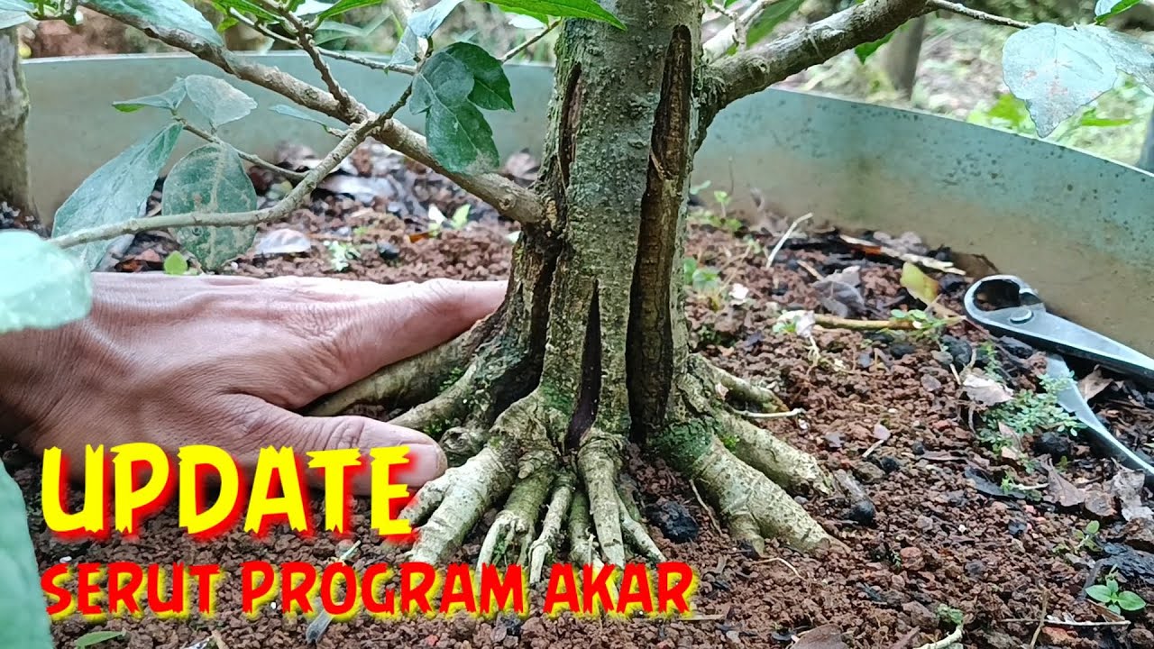 SERUT PROGRAM AKAR hasilnya ternyata bisa istimewa - YouTube