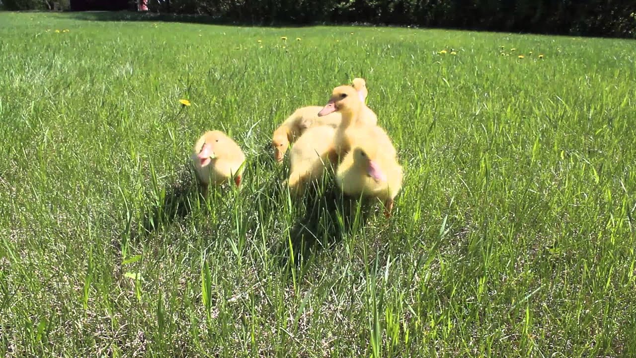 Pekin ducks 1 week old - YouTube