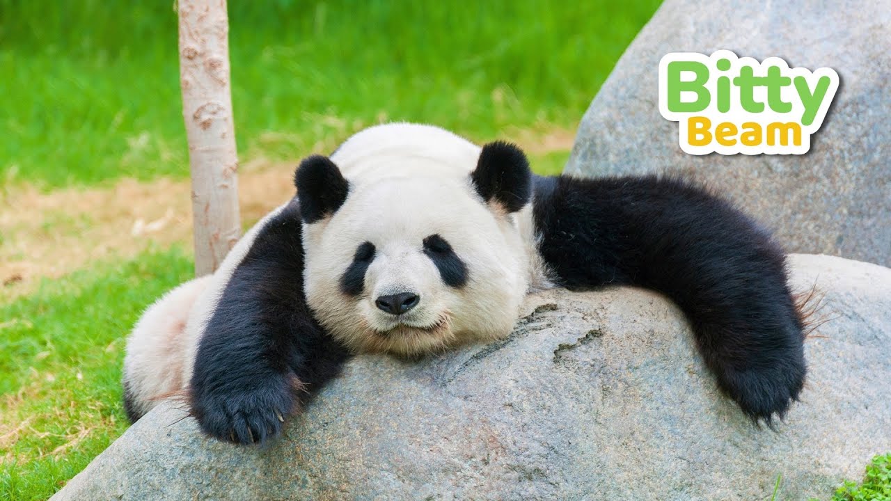 Cute Asian Animals: Panda Tiger Orangutan | BittyAnimals For Kids - YouTube