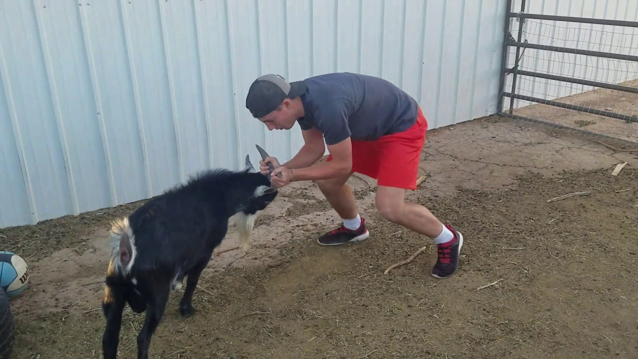 How to assert dominance on a goat - YouTube