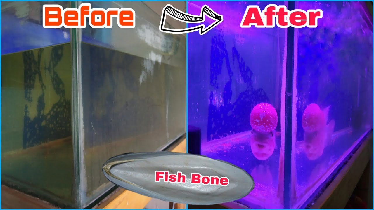 Fish Tank Cleaning with Fish Bone / step by step procedure - YouTube