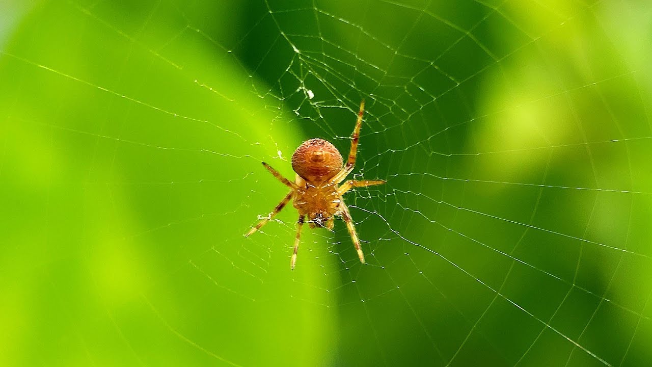 A Spider under the 2.8X HD Macro Lens with Samsung Galaxy S9+ for ...