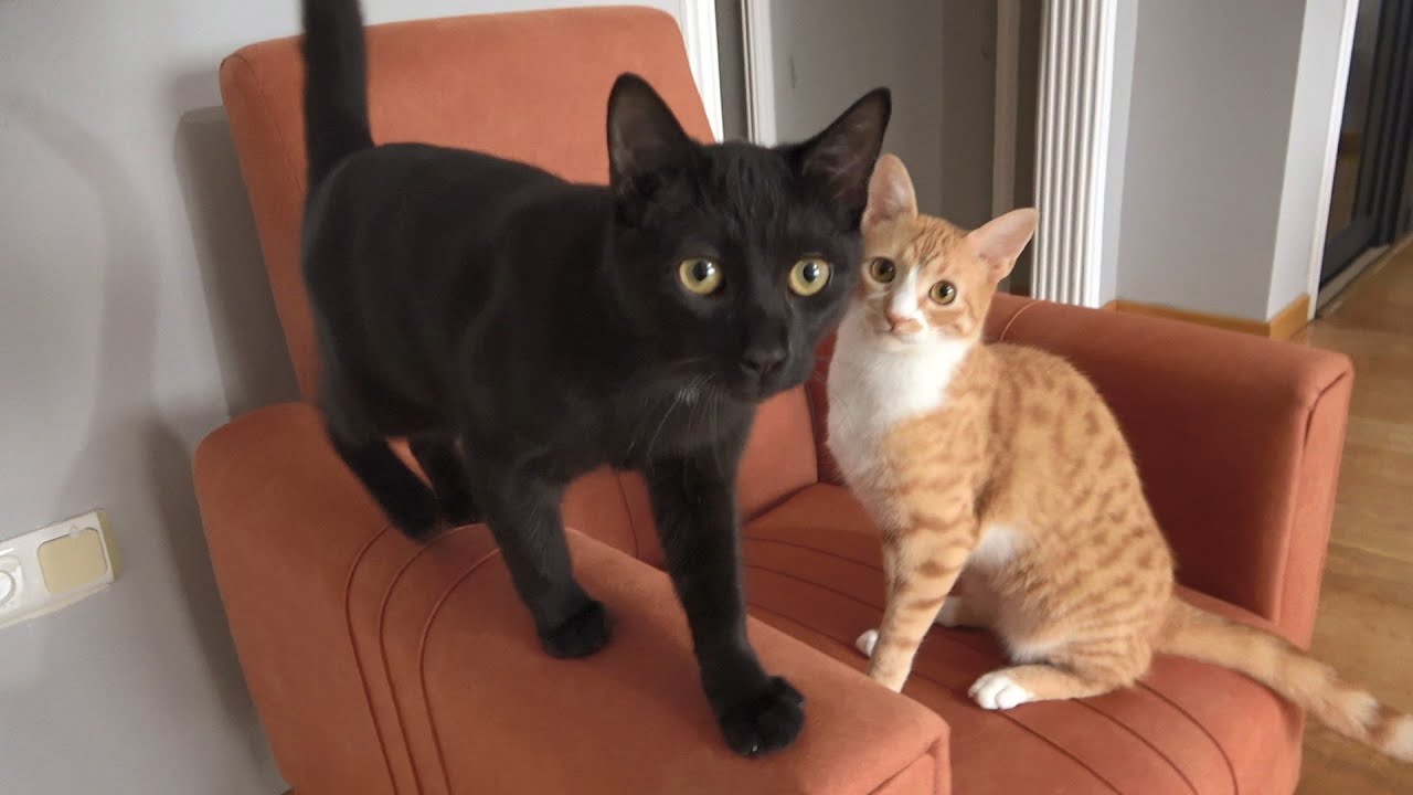 The Moment When My Two Cats Decided To Be Best Buddies !! - YouTube