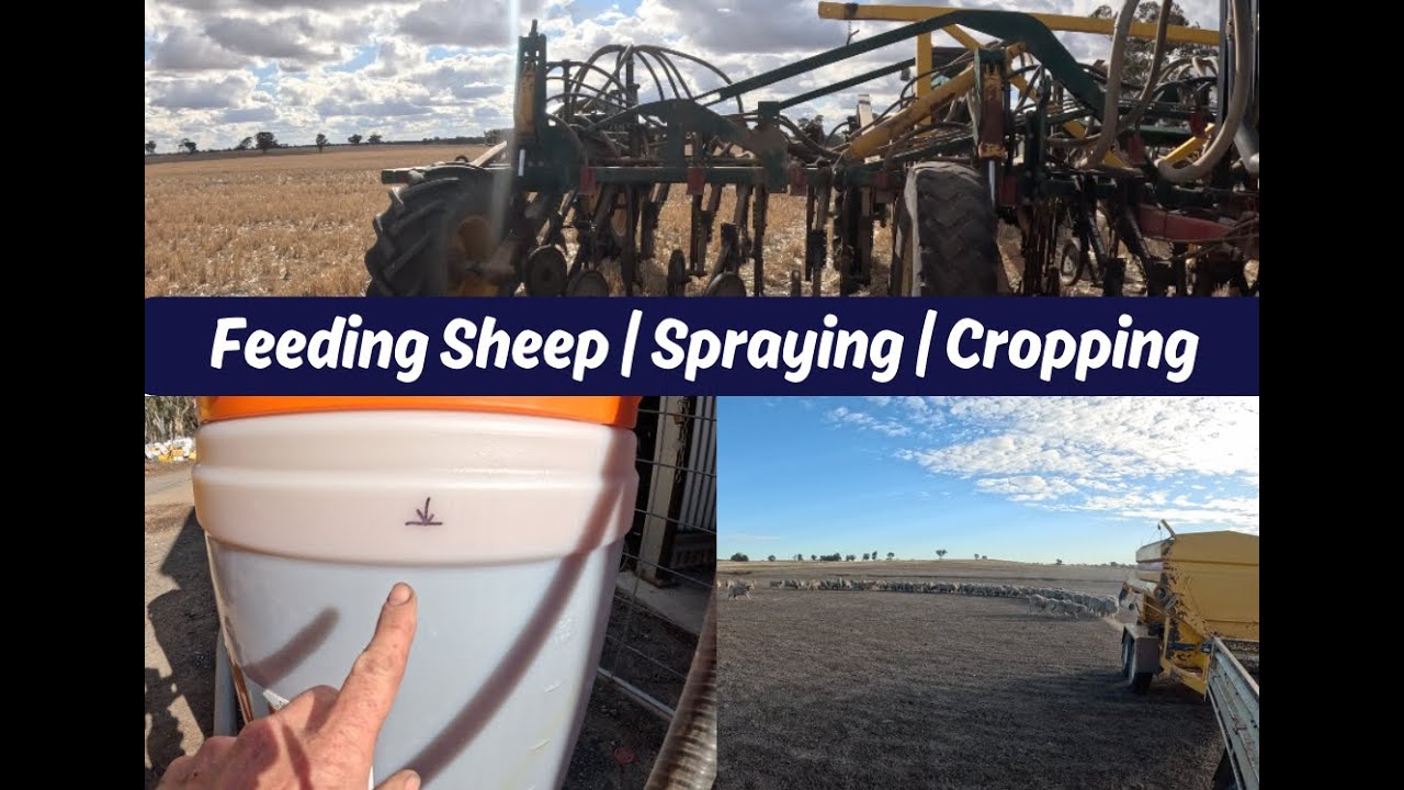 Feeding Sheep | Spraying | Cropping - YouTube