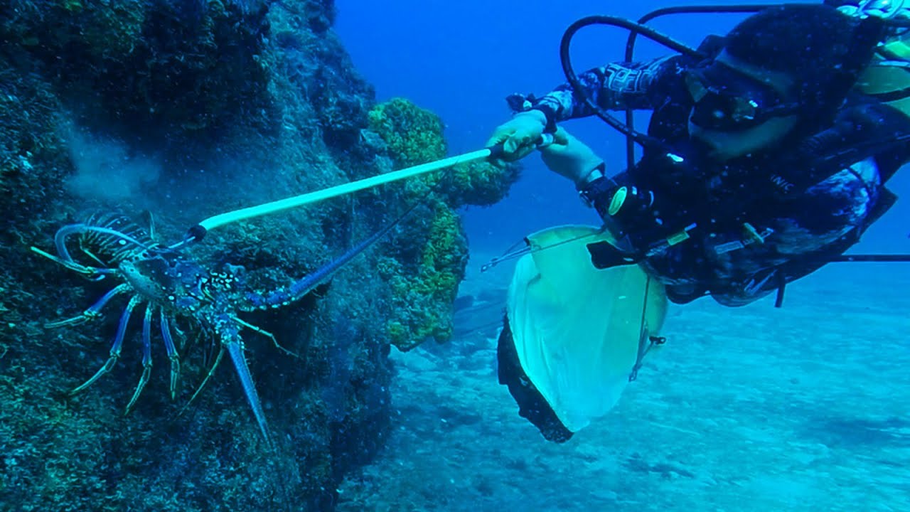 How catch Lobster Puerto Rico - YouTube