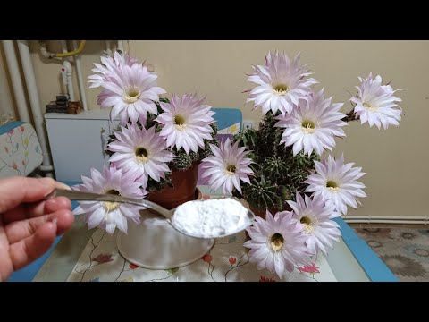 KAKTÜS BAKIMI 🌵NASIL OLMALI kaktüslerde çiçek açar 🌸