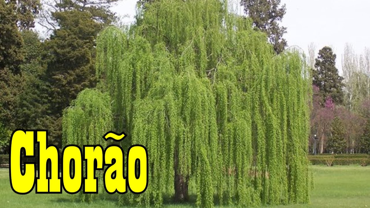 Mondini Plantas: Salgueiro Chorão - YouTube