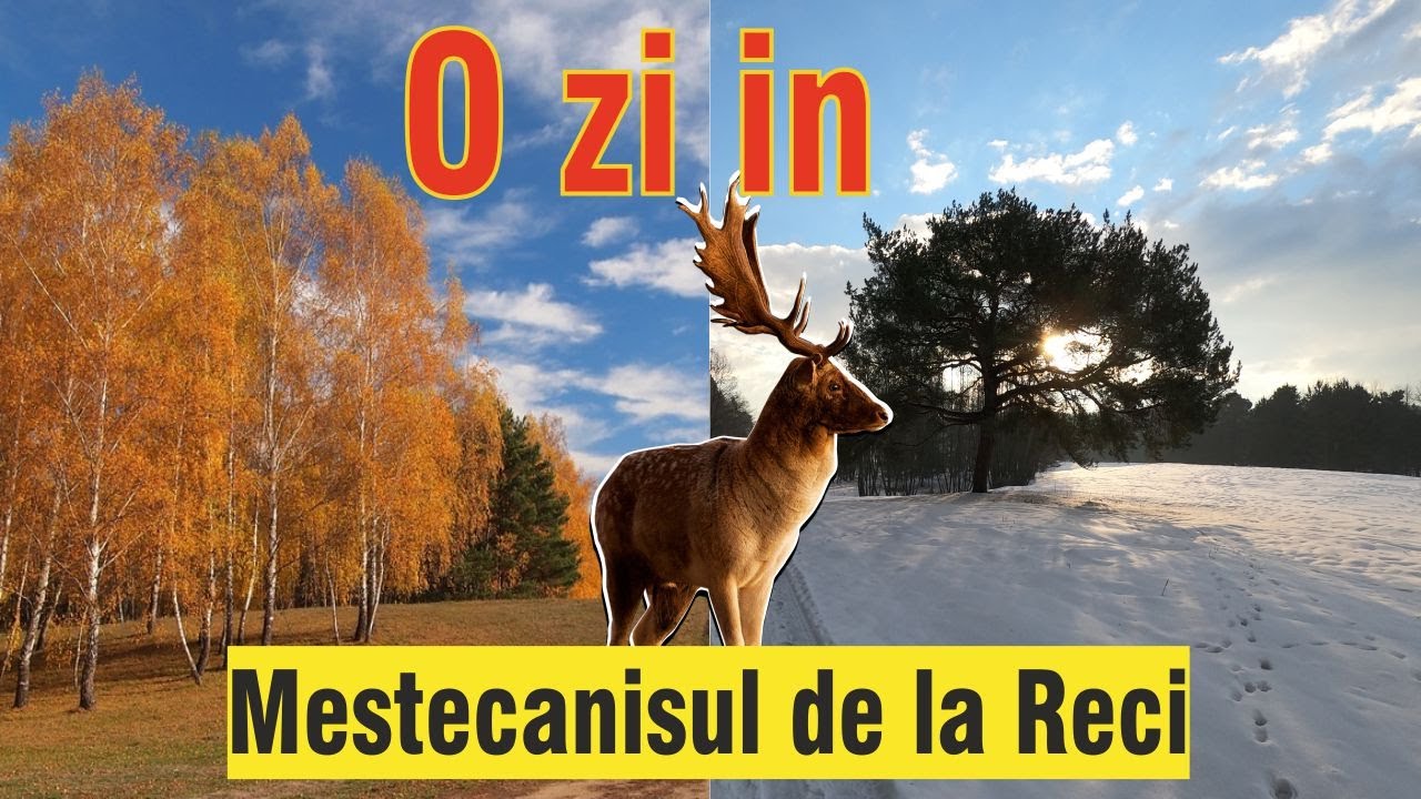 Mestecanisul de la Reci | Romania Nestiuta - Drumetie la Mestecanisul ...