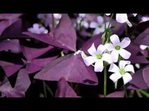 Pokok rama rama - YouTube