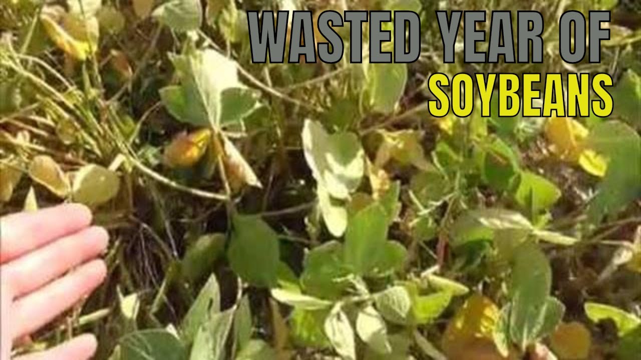 Wasted Year Of Farming Soybeans - YouTube