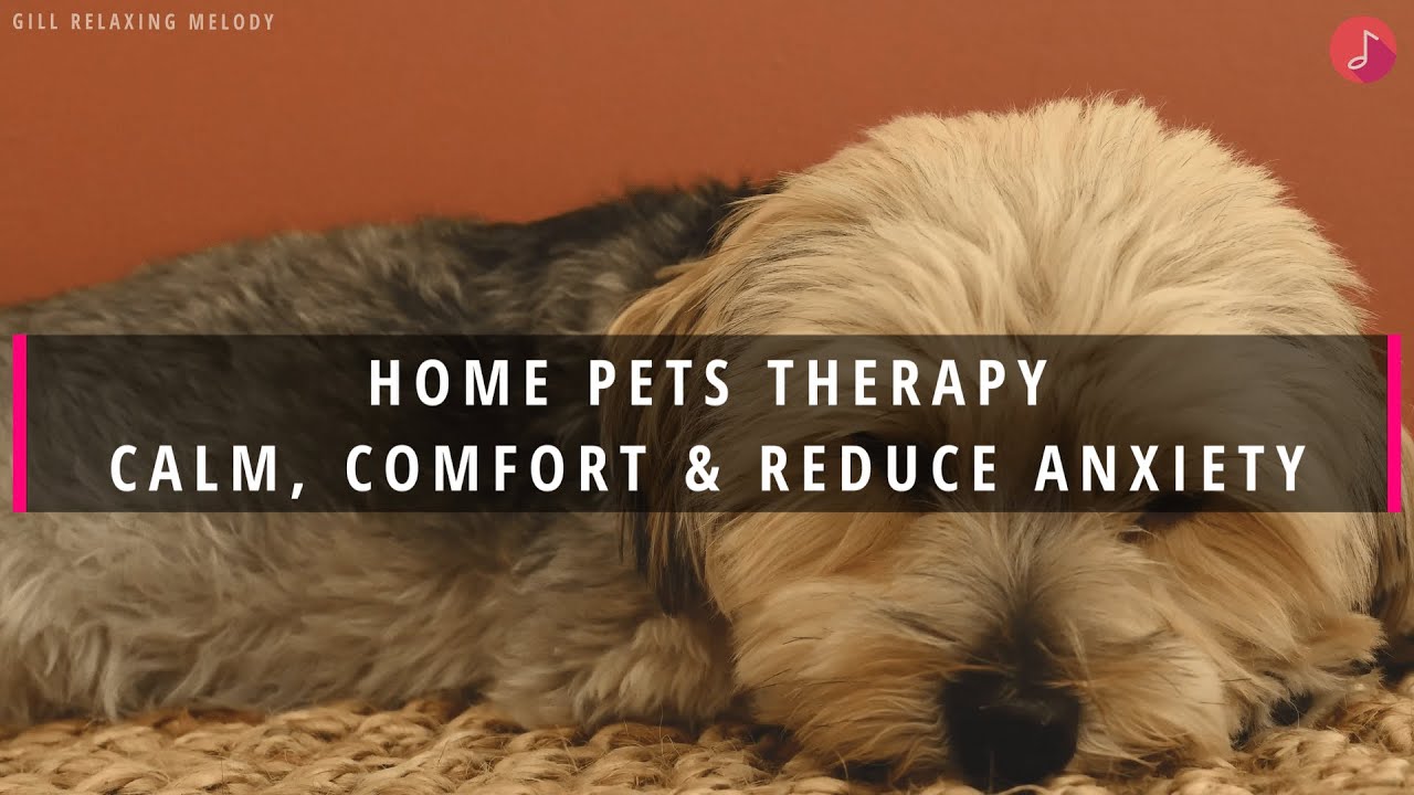 Home Pets Therapy - Calm Anxiety and Reduce Bad Behaviour with Calming ...