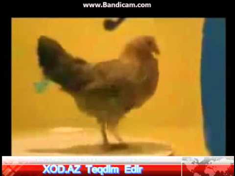 Cecen  Toyuqunun  Super  Reqsi))