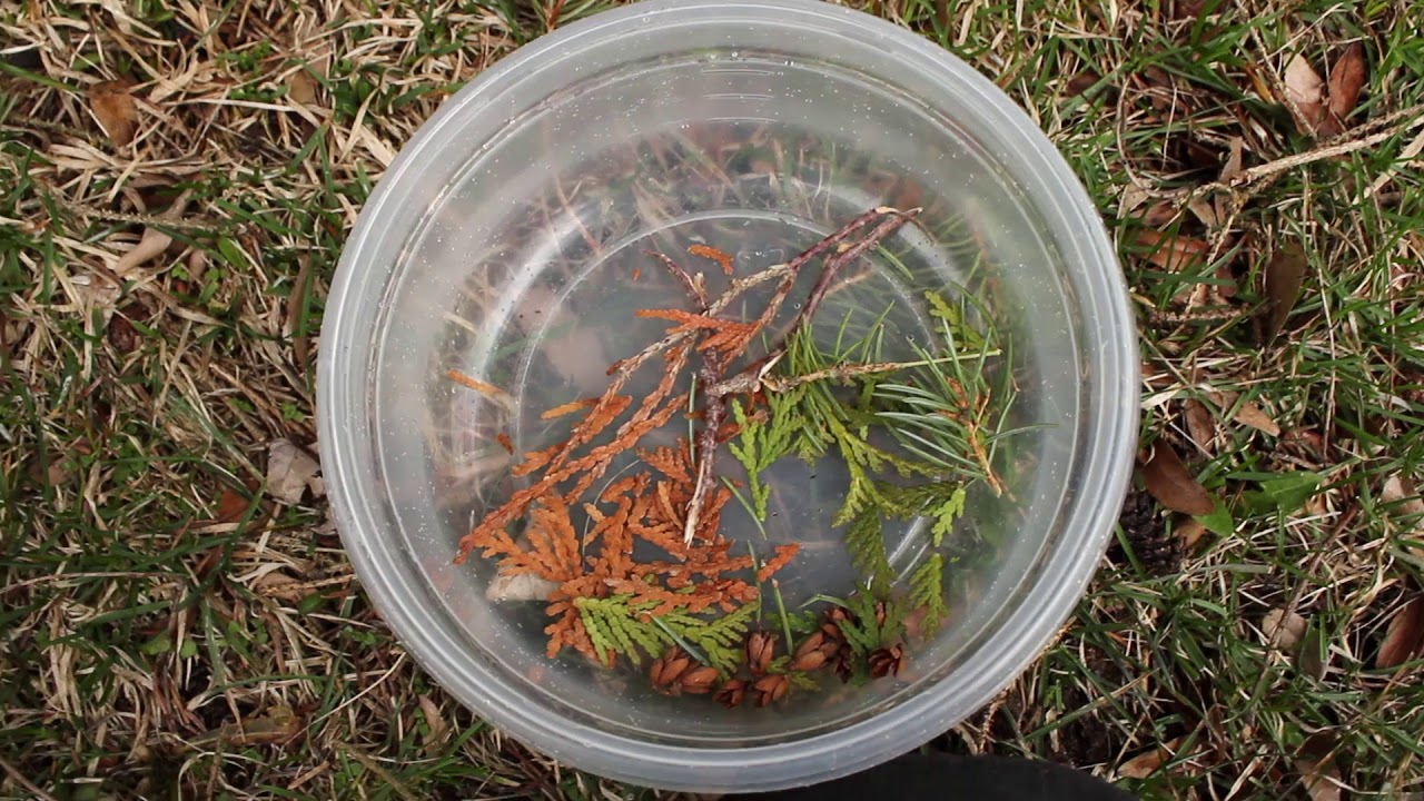 Nature Activity: Create a Nature Perfume! - YouTube