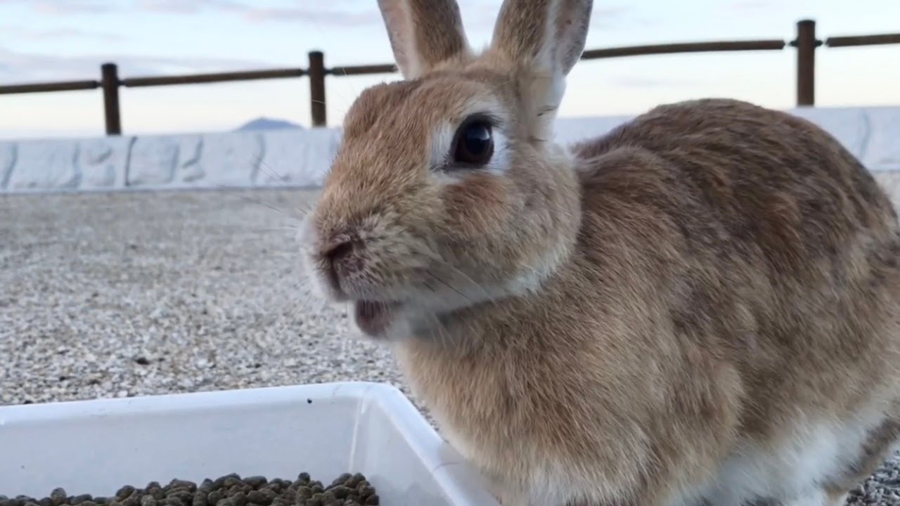 Cute rabbit like a stuffed animal - YouTube