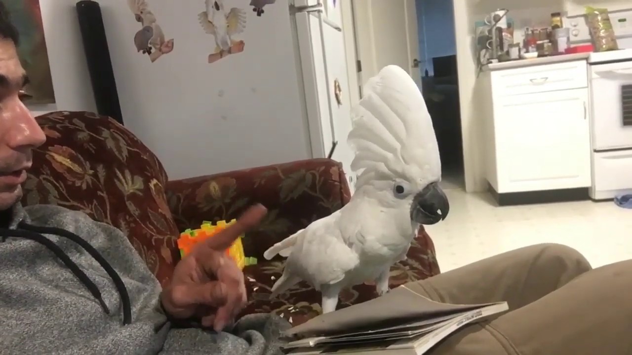 *Funny*Bird reading a Book but then turned to argument 🤣🤣🤣parrot talks ...