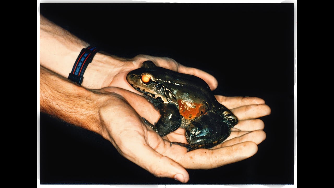 Smoky Jungle Frog - YouTube