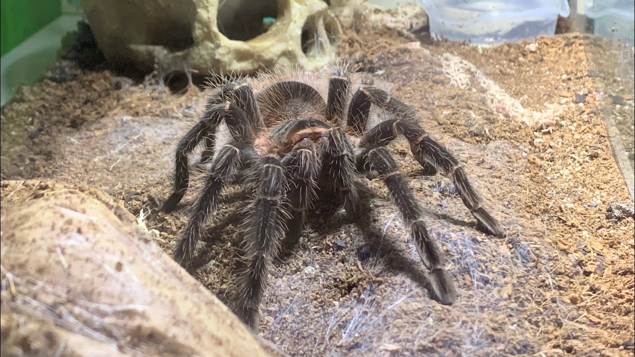 Watering my animals/tarantulas part 6 - YouTube