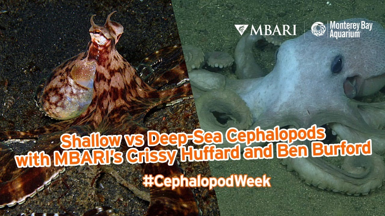 Shallow vs Deep-Sea Cephs with MBARI Scientists Crissy Huffard and Ben ...