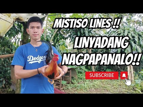 LINYADANG NAGPAPANALO I MISTISO LINES I GAMEFOWL BREEDERS - YouTube