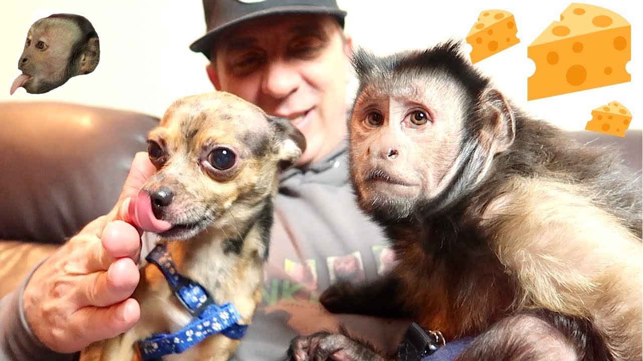 Capuchin Monkey and Dog Friend Share Cheese! - YouTube