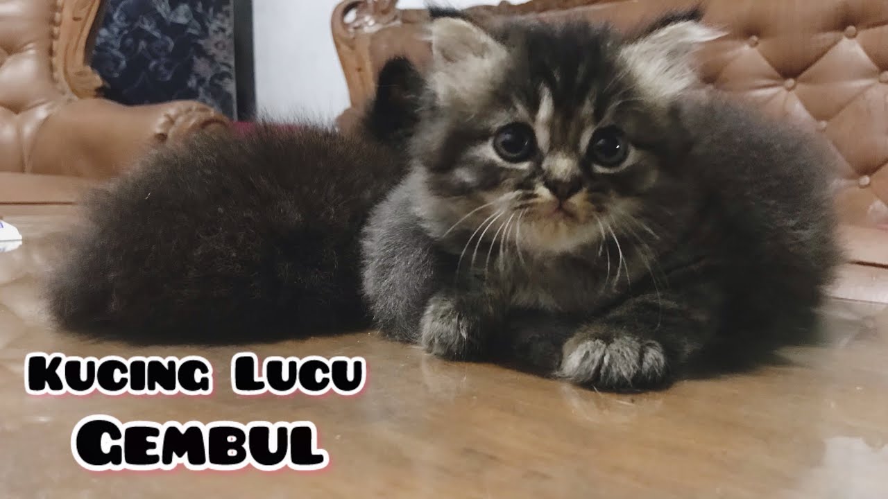 Spill Cucu Baelona Yang Hitam Dan Gembul, Kucing Lucu Gembul, Anak ...