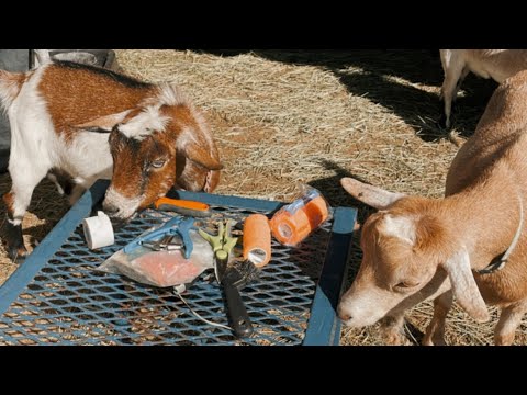 Regular Goat care & how to dehorn a goat - YouTube