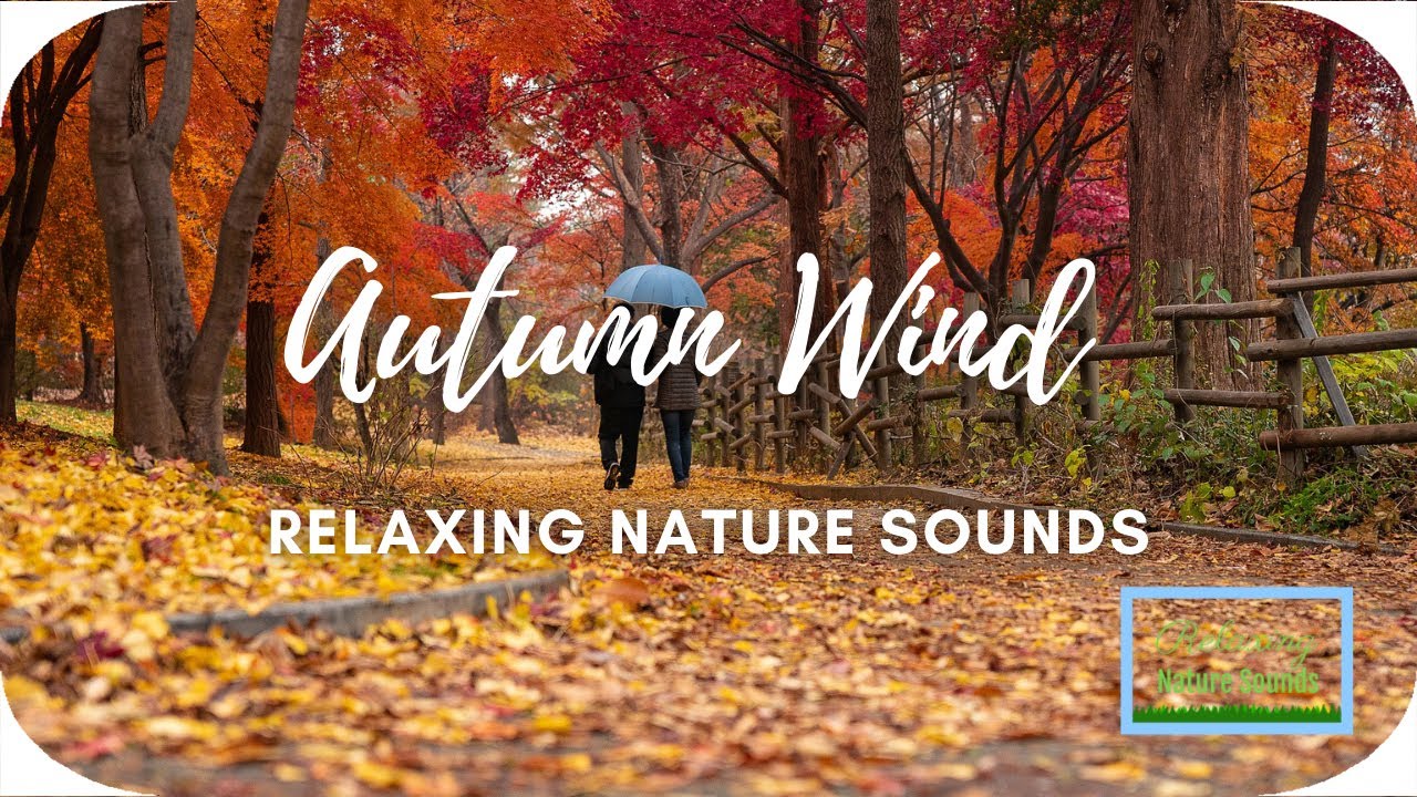 🍂 Autumn Wind Sounds for Sleeping 🍂 Autumn Ambience - YouTube