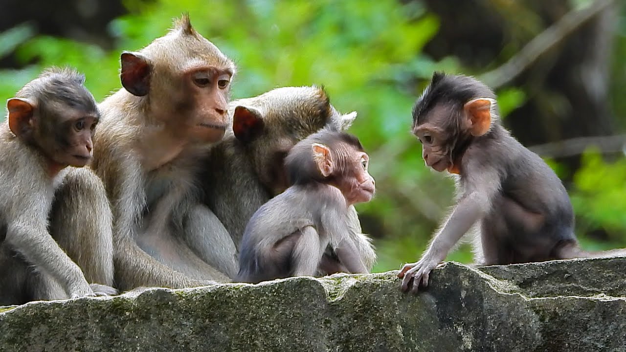 Brighten takes Natty to practice motherhood. Pepper is also interested ...